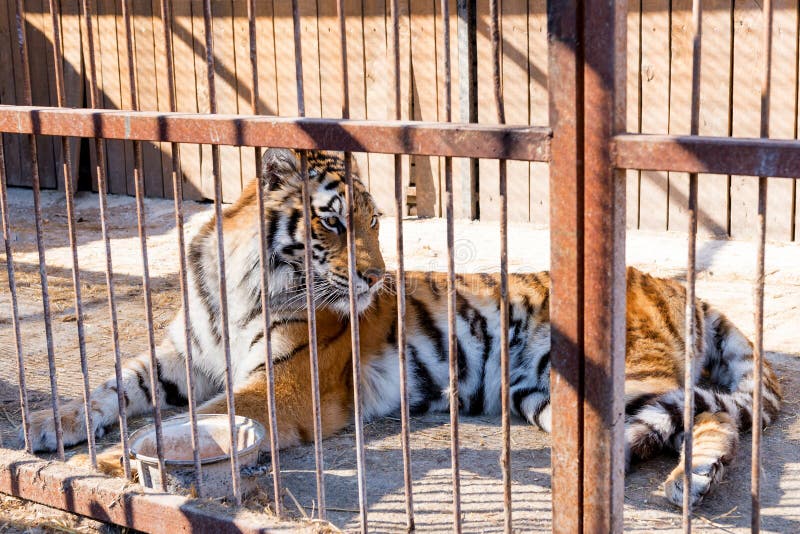 Tiger in Captivity in a Zoo Behind Bars. Power and Aggression in the ...