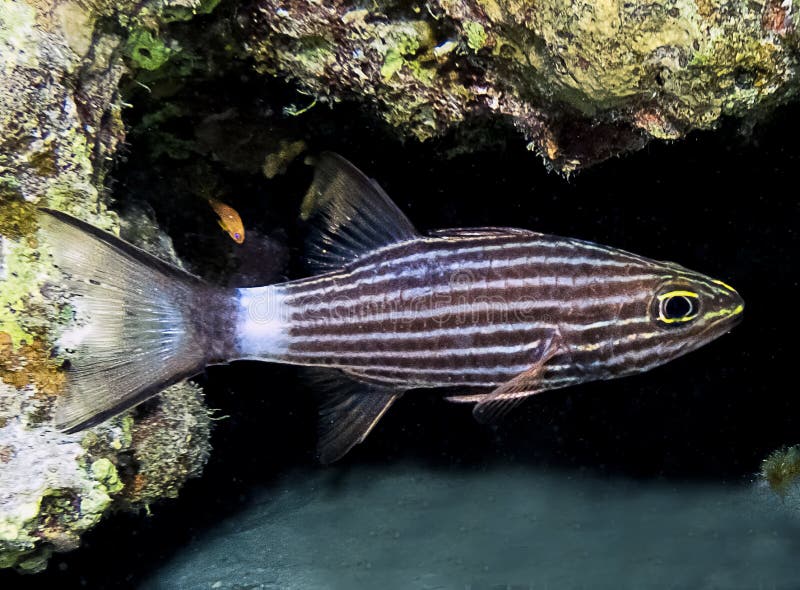 A Tiger Cardinalfish Cheilodipterus Macrodon in the Red Sea Stock Image ...