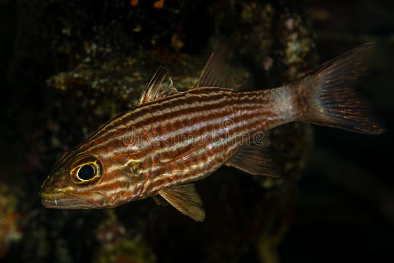 Tiger Cardinalfish Fish with Promiment Pointed Teeth Stock Image ...
