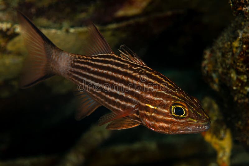 470 Tiger Fish Teeth Stock Photos - Free & Royalty-Free Stock Photos ...