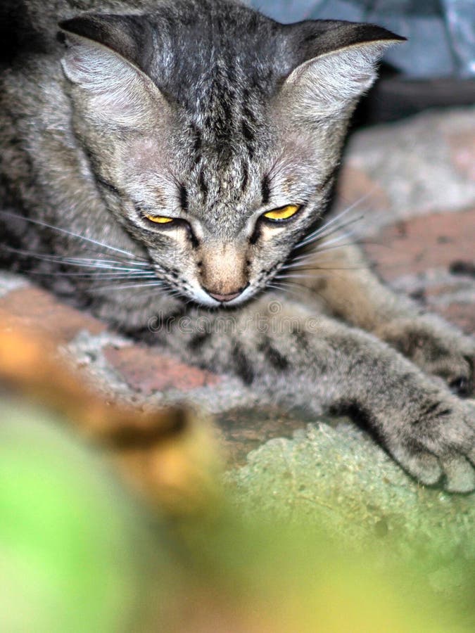 Tiger cat . stock photo. Image of nose, wildcat, wildlife - 178422944
