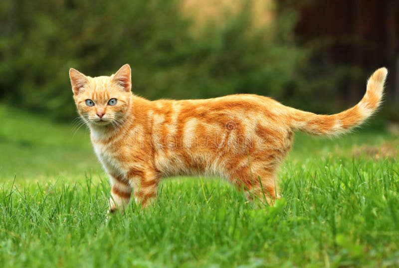 Tiger cat stock image. Image of kitten, domestic, hairy - 81891273