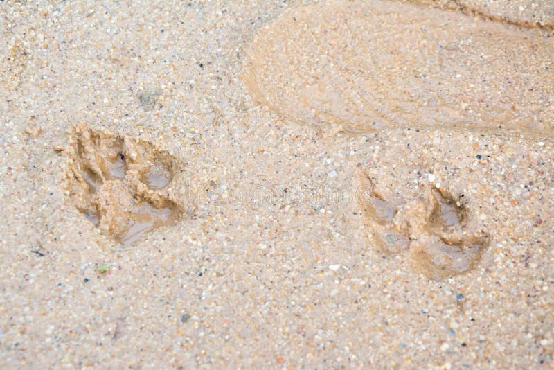Tiger or Cat Foot Step on Mud Stock Photo - Image of bear, background ...