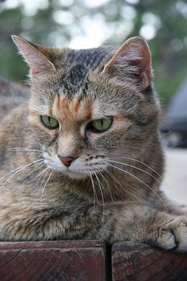 Tiger Cat with Green Eyes stock image. Image of nose, pretty - 3716647