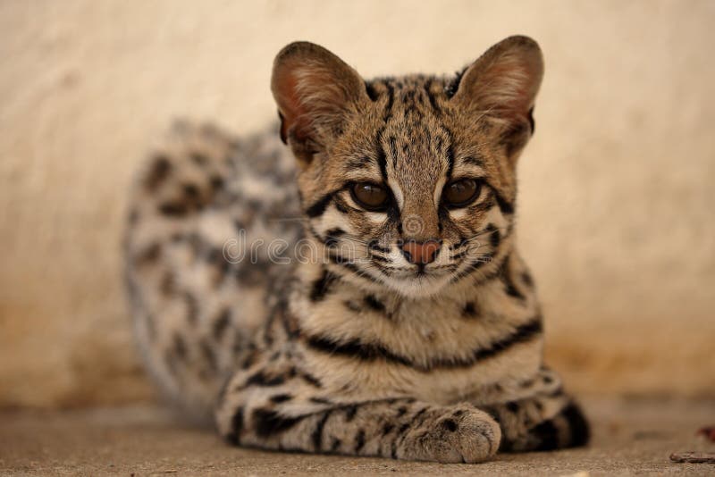 Are Ocelots Real