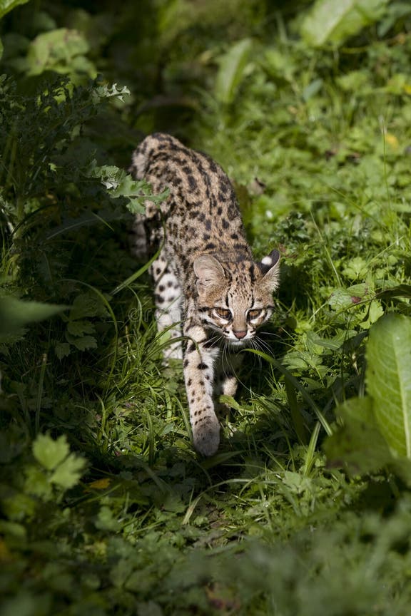 ONCILLE leopardus tigrinus stock image. Image of length - 173364293