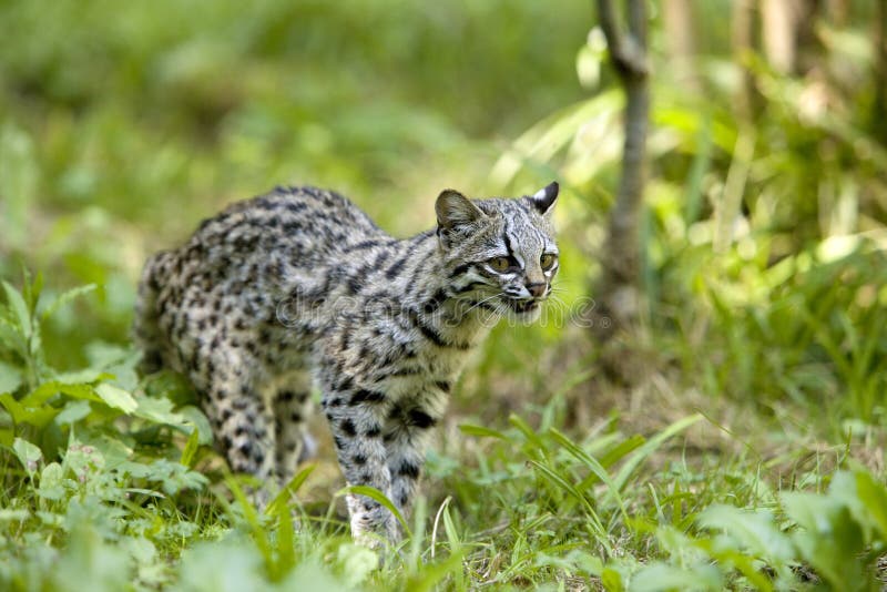 ONCILLE leopardus tigrinus stock image. Image of south - 173365019