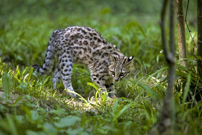 ONCILLE leopardus tigrinus stock image. Image of length - 173365083