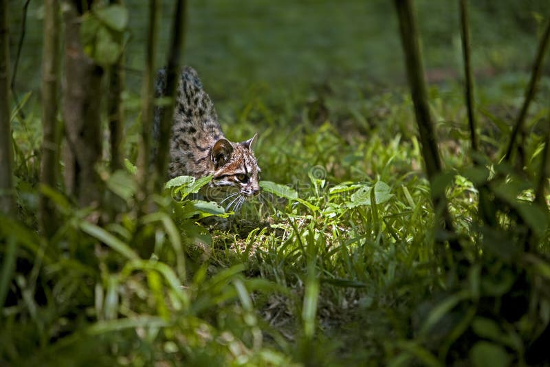 ONCILLE leopardus tigrinus stock image. Image of profile - 170184865