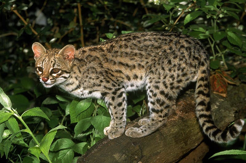 TIGER CAT or ONCILLA Leopardus Tigrinus Stock Photo - Image of wildlife ...