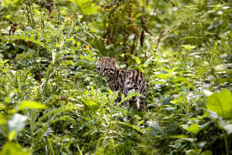 Tiger Cat or Oncille, Leopardus Tigrinus Stock Image - Image of feline ...