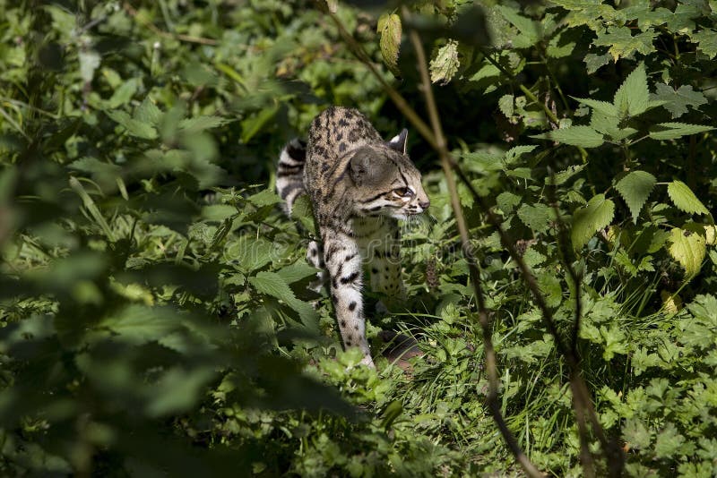 Tiger Cat or Oncille, Leopardus Tigrinus Stock Image - Image of feline ...