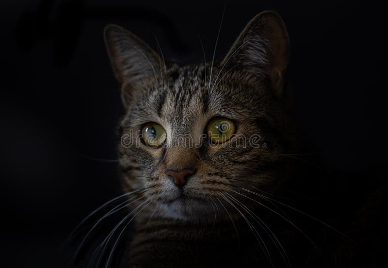 Tiger cat profile stock image. Image of eyes, kitty - 166489419