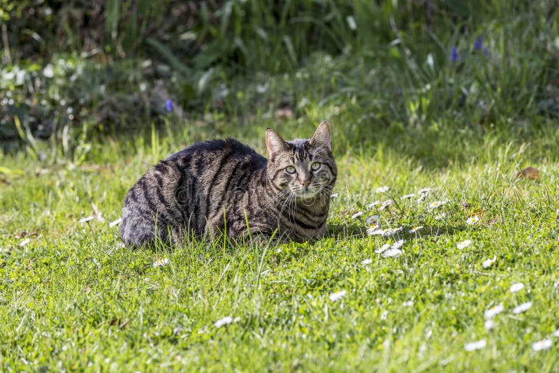 Tiger Cat Relaxes at the Green Grass in the Sun Stock Photo - Image of ...