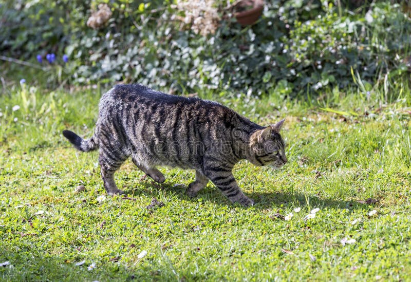 Tiger Cat Strolls Around in the Garden Under the Sun Stock Photo ...