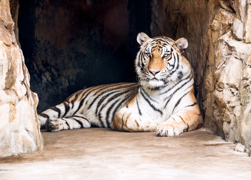 Tiger in cave stock image. Image of rock, tigress, vicious - 38905205