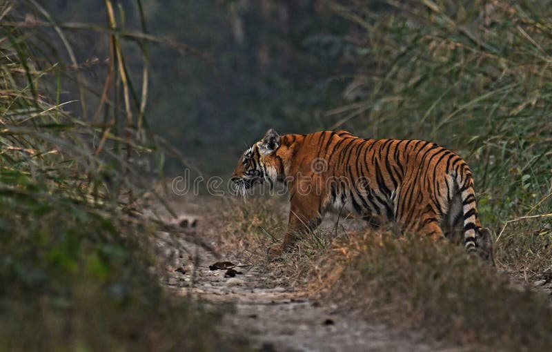 Tiger in Chitwan National Park, Nepal Stock Photo - Image of nepal ...
