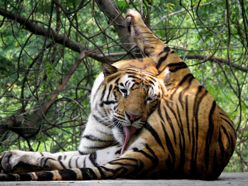 Tiger Cleaning Himself Stock Photos - Free & Royalty-Free Stock Photos ...