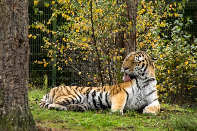 Tiger stock image. Image of licking, caspian, panthera - 382950391