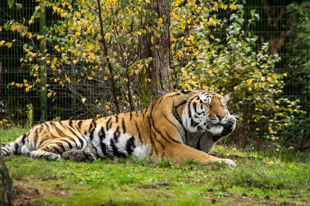 Tiger stock image. Image of china, predator, carnivor - 382951381