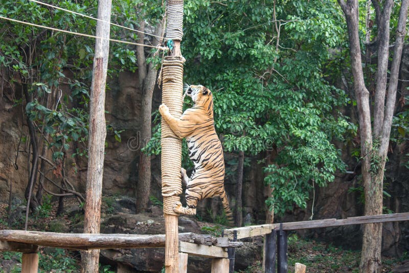 Tiger Climb the Pole To Eat Bait Stock Image - Image of hunter, danger ...