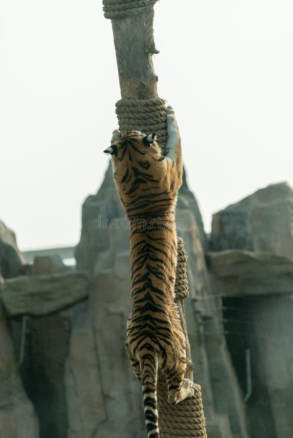Tiger climbing tree stock photo. Image of feline, safari - 32652154