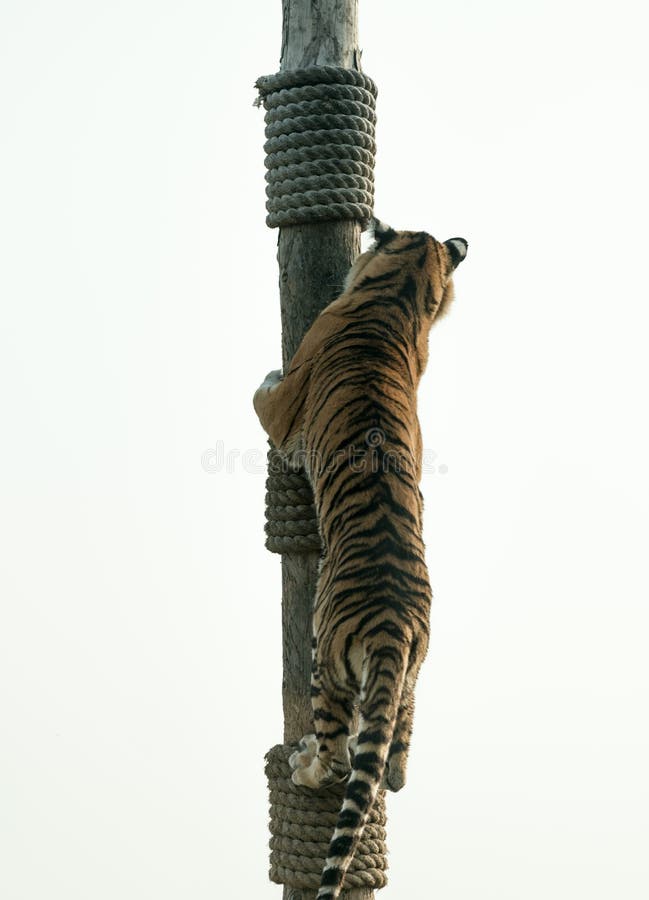 Tiger is climbing stock photo. Image of tourism, animal - 96823222