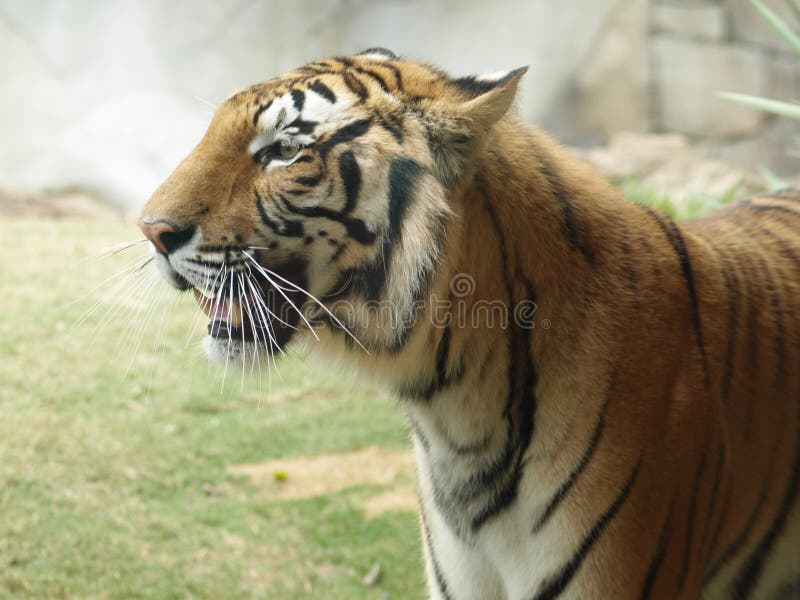Tiger close up facing left stock image. Image of coat - 5300905