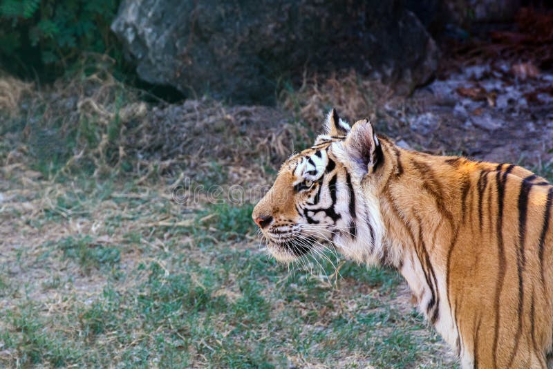 Tiger, Tiger Close-up, the Tiger in the Forest, Wild Animal Tiger Stock ...