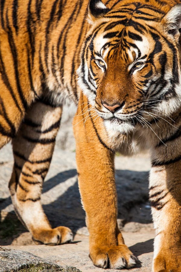 Tiger Close Up Portrait stock photo. Image of carnivore - 38782478