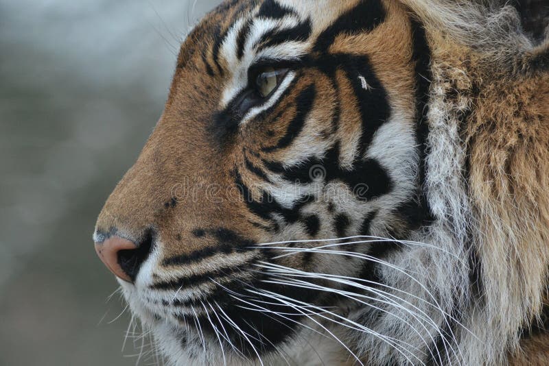 873 Tiger Head Profile Photos - Free & Royalty-Free Stock Photos from ...