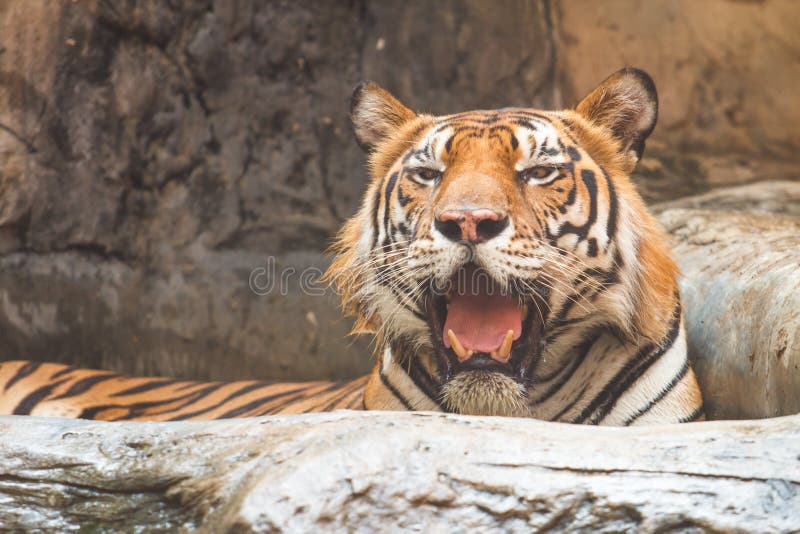 Tiger stock image. Image of mammal, front, jungle, angry - 39288467