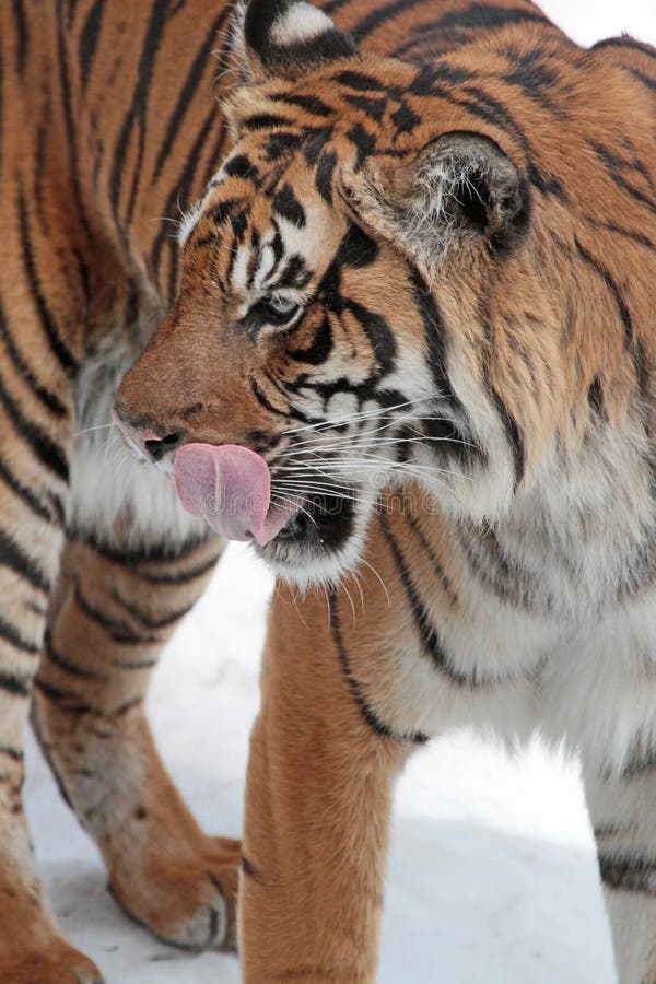 Tiger stock photo. Image of background, lapping, dramatic - 44204930