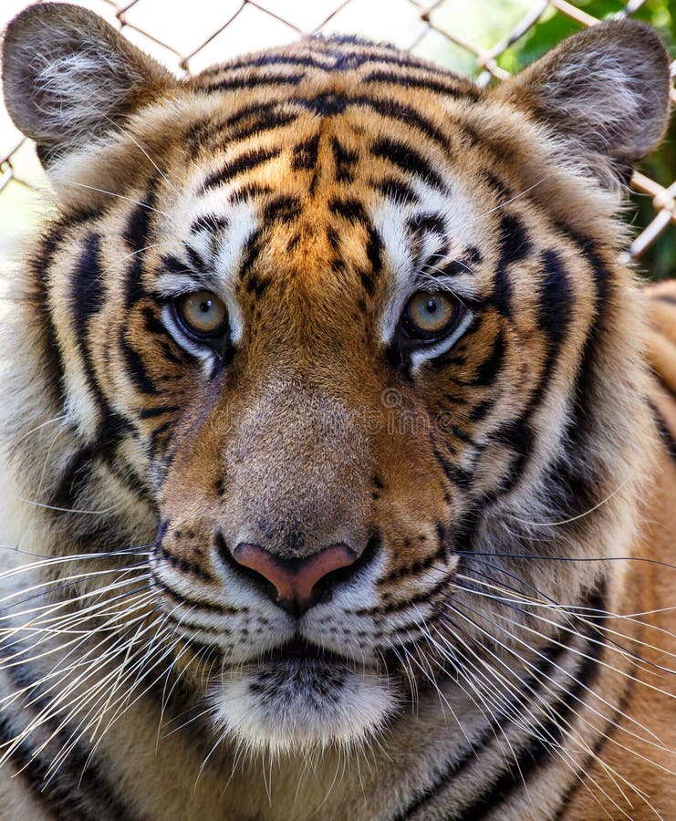 Tiger stock image. Image of beauty, outdoor, front, close - 39294529