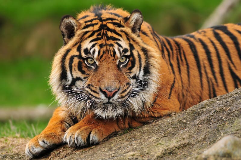 Tiger portrait horizontal stock photo. Image of predator - 11392212