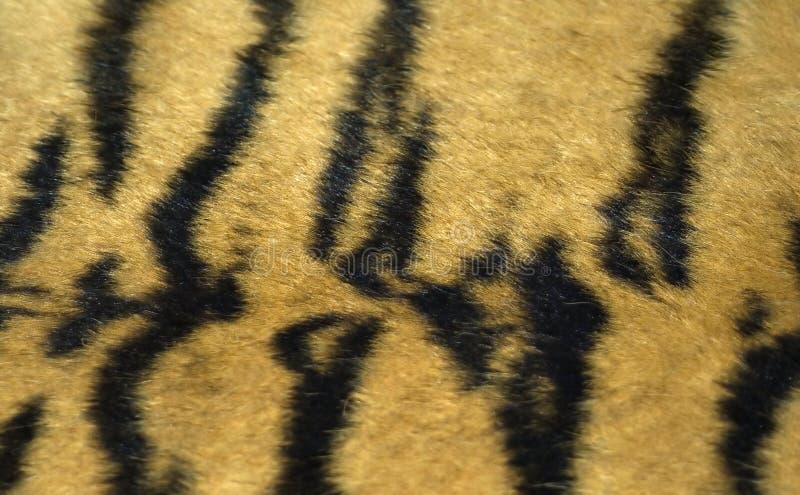 Tiger Coat stock photo. Image of asia, skin, mammal, stripe - 42398010