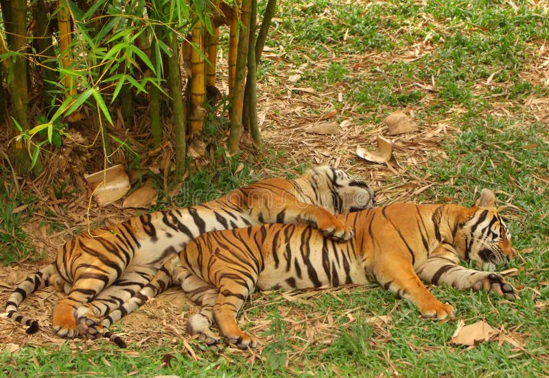 Tigers hugging stock image. Image of trees, relationship - 3185015
