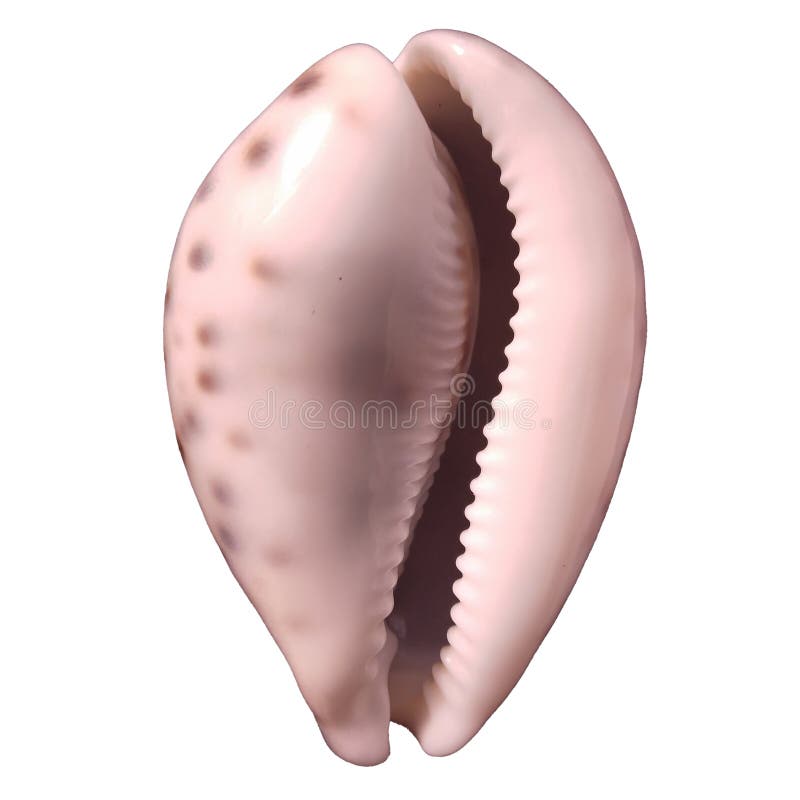 Tiger Cowrie Shell Aperture Side Up Isolated Stock Image - Illustration ...