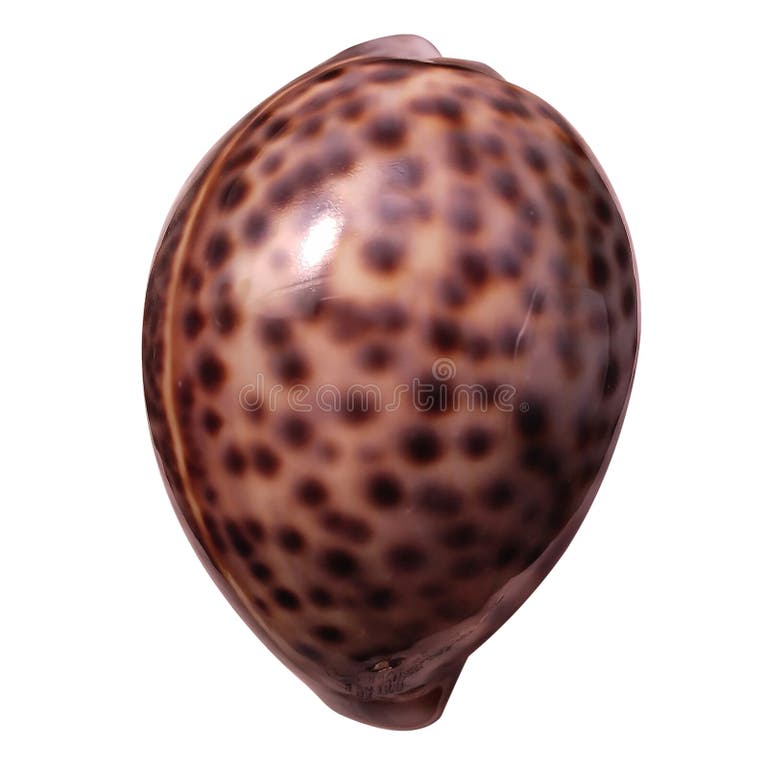 Tiger Cowrie Shell with Beautiful Spotted Pattern Isolated. Top-down ...