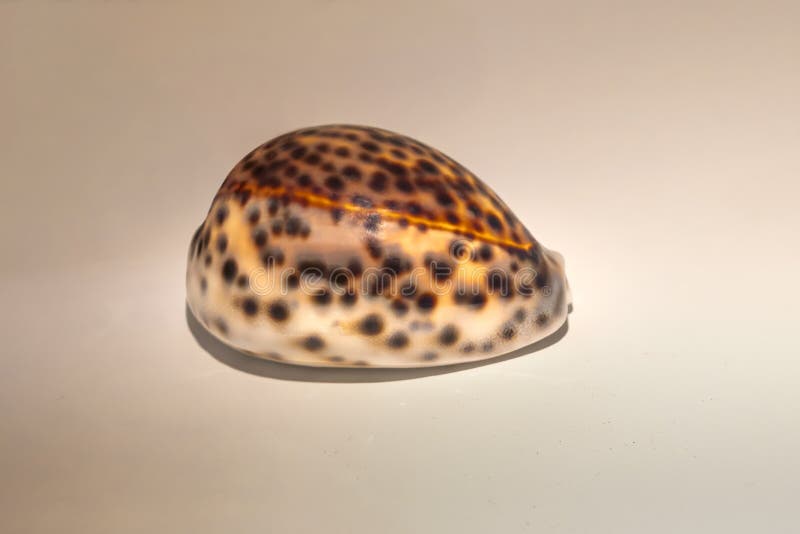 Tiger cowrie shell stock image. Image of cypraea, life - 347562583