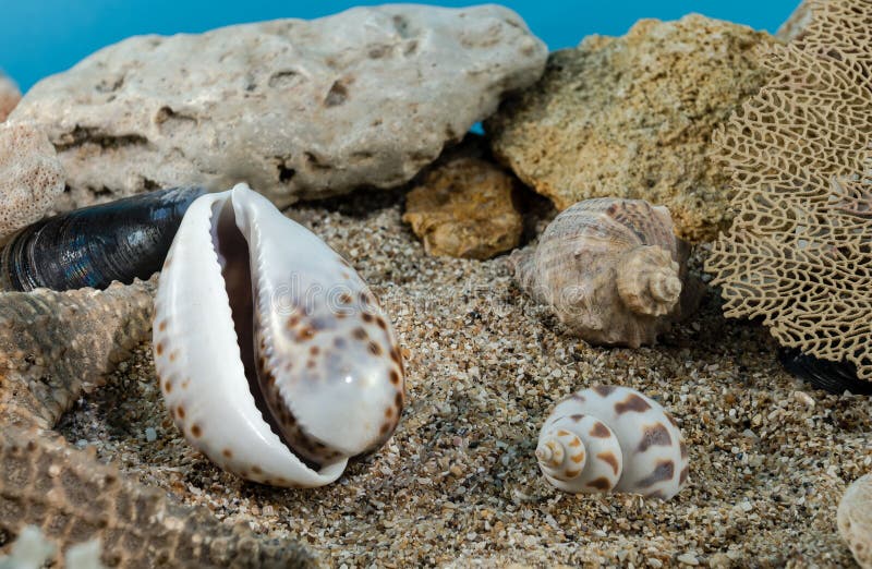 Tiger Cowrie Shell on the Sand Underwater Stock Photo - Image of ...