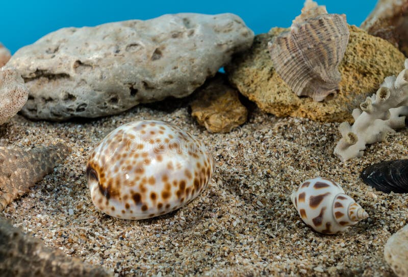 Tiger Cowrie Shell on the Sand Underwater Stock Image - Image of shot ...