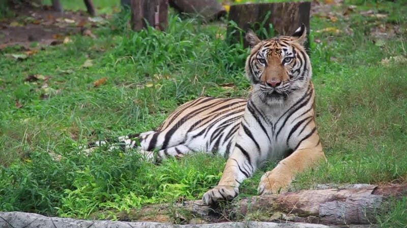 Tiger crouching stock footage. Video of crouch, look - 36540108