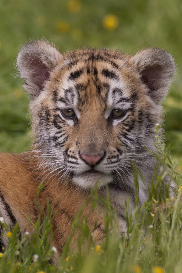 Cute siberian tiger cub stock photo. Image of captivity - 6054538