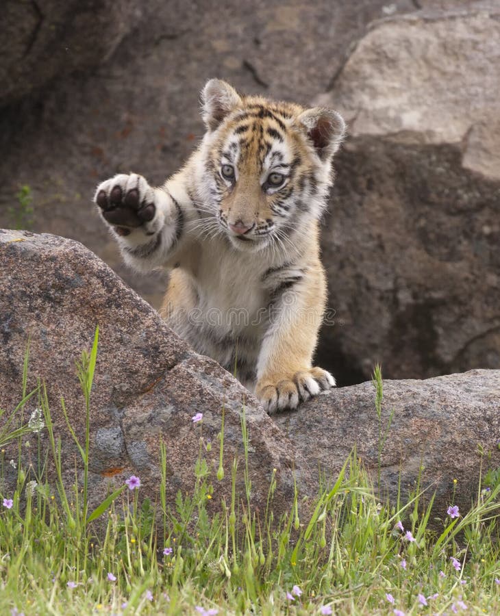 Tiger Cub stock photo. Image of panthera, creature, beasts - 13598578