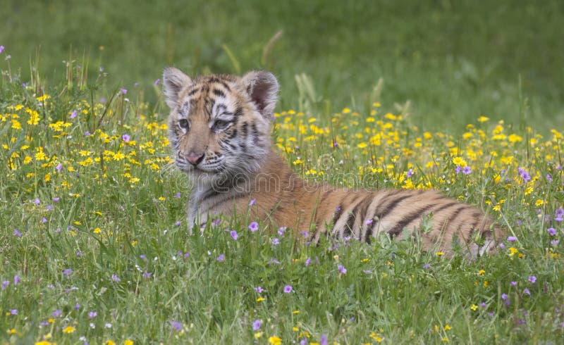 Tiger Cub stock photo. Image of creatures, zoology, grass - 15571726