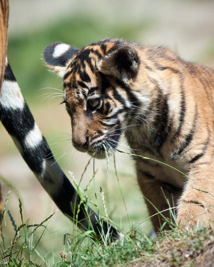 Tiger Cub stock image. Image of mammal, wild, playful - 15887589