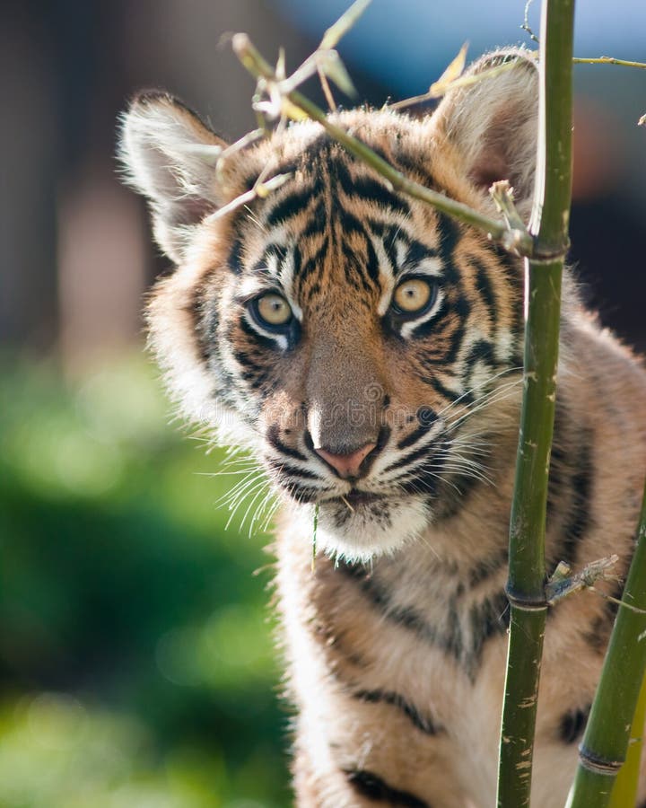 Tiger cub stock photo. Image of sumatran, cute, wild - 16672436