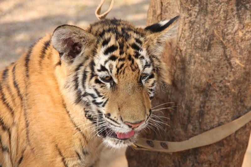 Tiger cub stock photo. Image of tame, carnivore, thai - 17728110