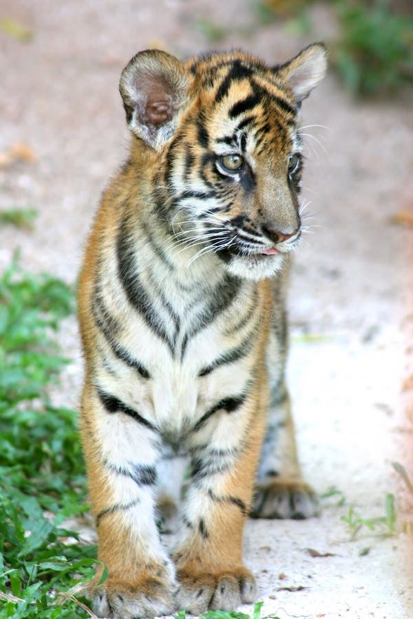 Tiger Cub stock photo. Image of bite, animal, blooded - 2147804